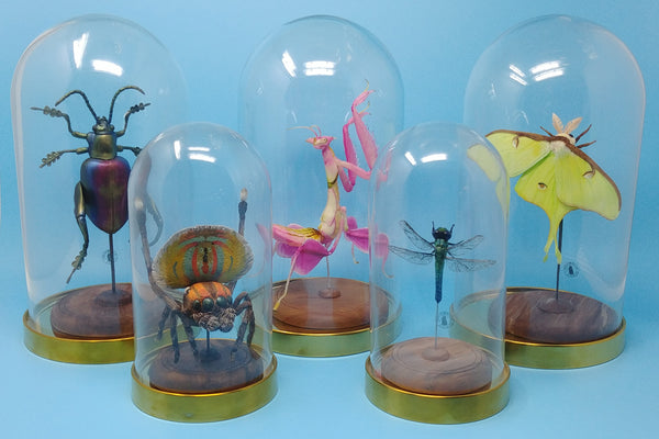 The Edible Entomology of Jamie Louks - Innovative Sugarworks
